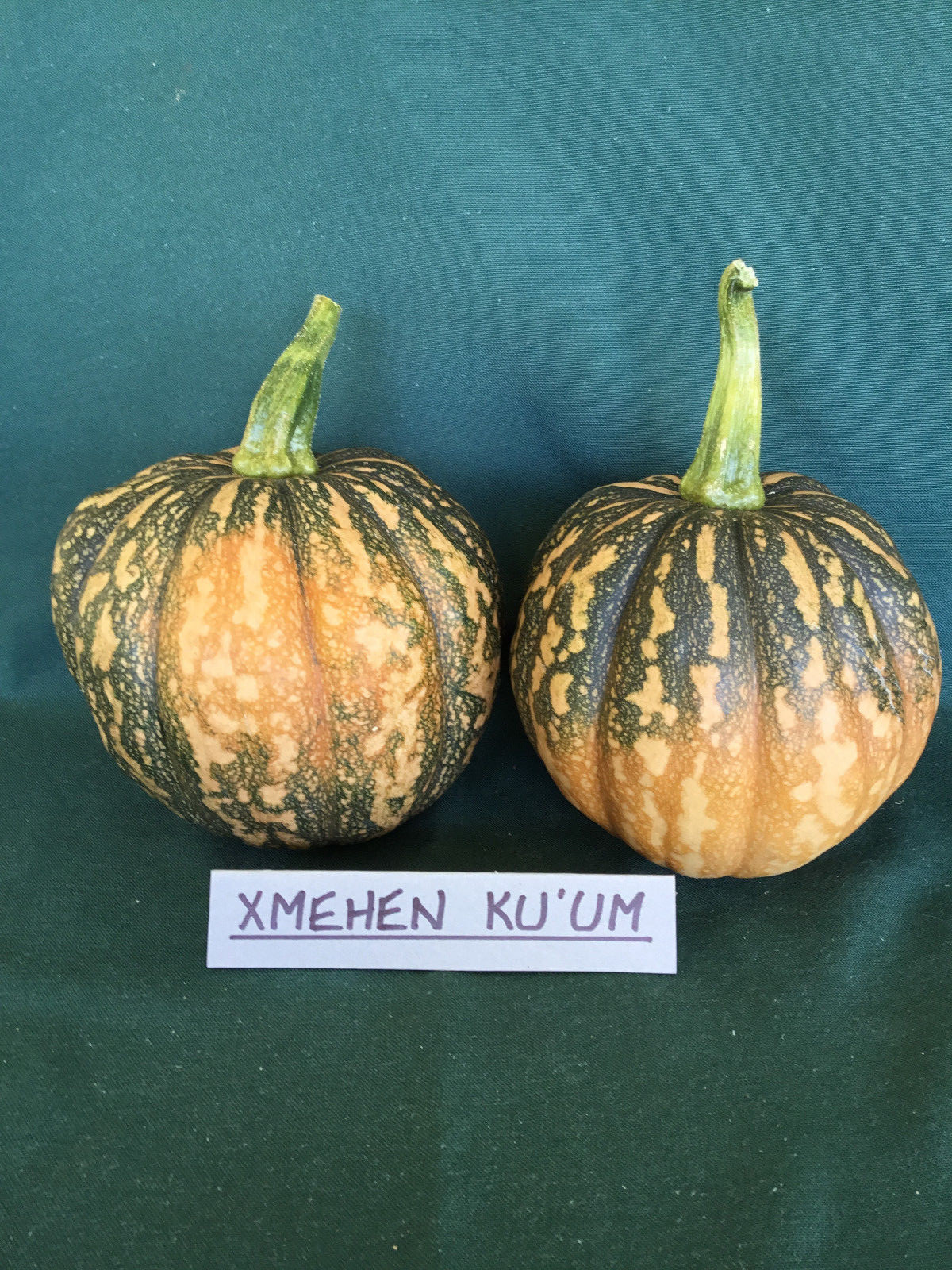 Pumpkin XMEHEN KU'UM-Pumpkin Seeds-TASTY, SMOOTH & PROLIFIC-Min 10 ...