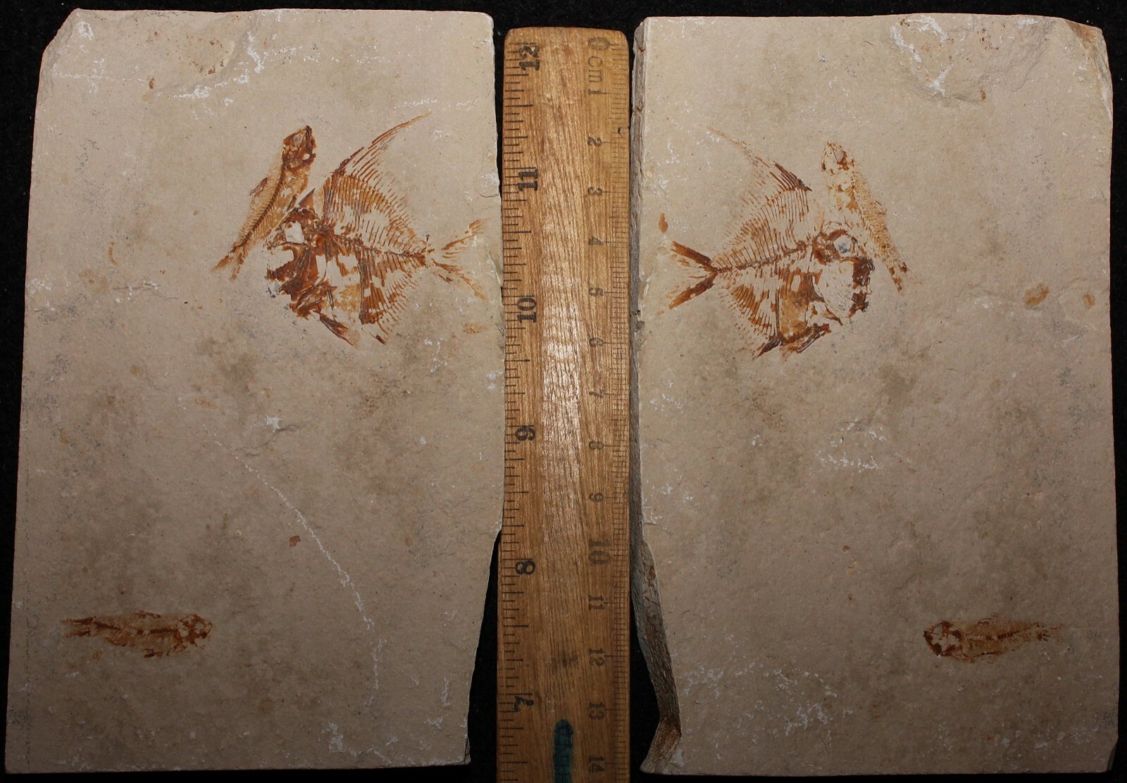 Aipichthys 76 Angelfish + 2 Small Fish Cretaceous Fossils directly from ...