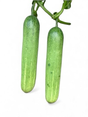 Cucumber – Giant Long Green Seeds For Planting 1 Gram 20+ Seeds | eBay