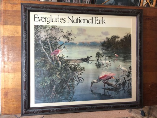 PHIL CAPEN ROSEATE SPOONBILL EVERGLADES NATIONAL PARK FRAME 23x27 ART ...