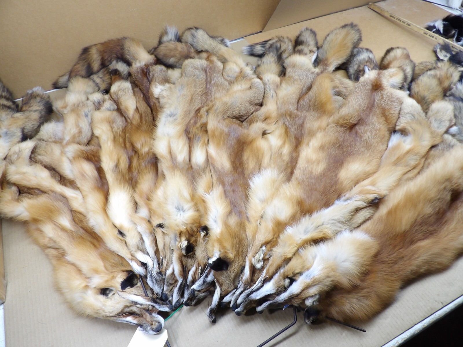Tanned Red Fox Hides/Furs/Trapping/Taxidermy/Crafts/Freshly tanned/USA ...