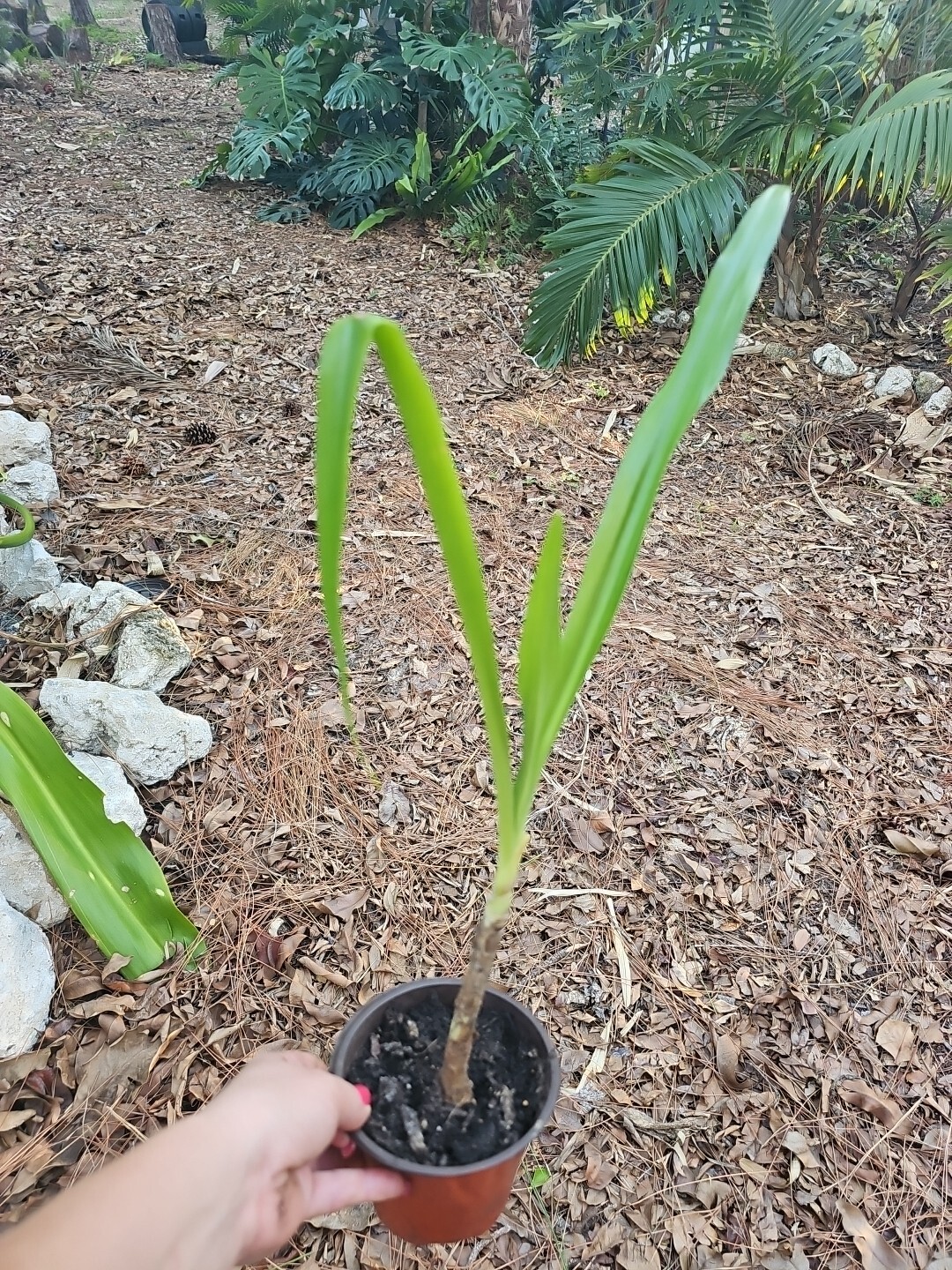 Crinum Lily Asiaticum Collosal Giant White Spider Live Plant Variegated ...