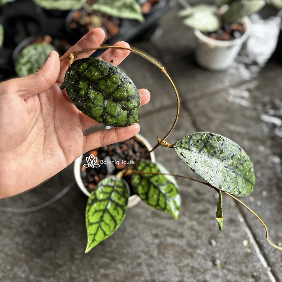 Hoya Calistophylla “Black Cat” Mutated Plant | eBay