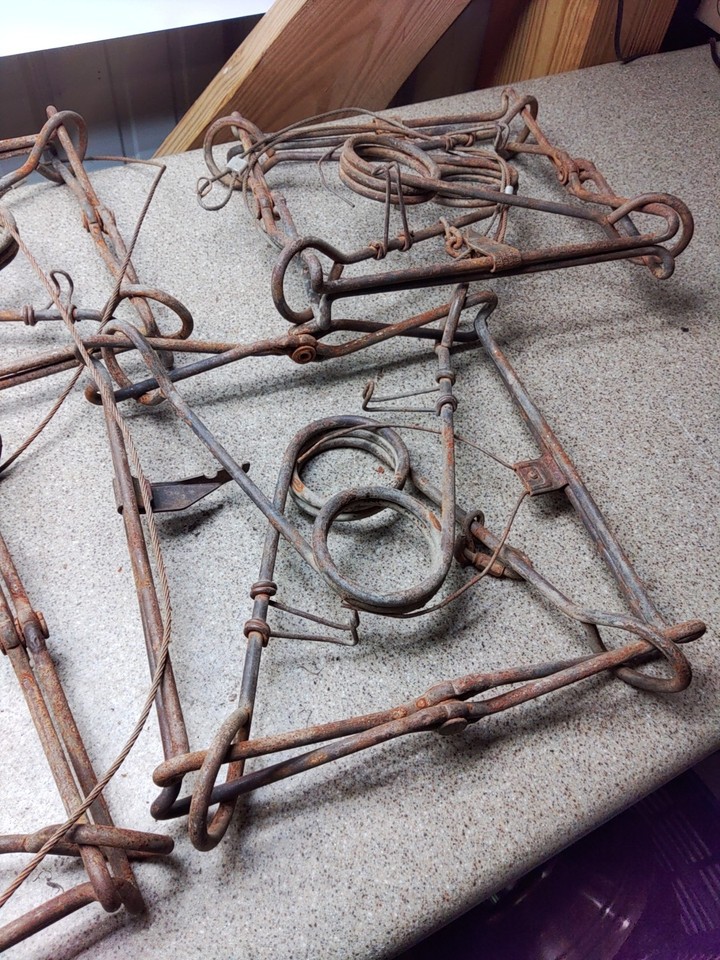 4 Belisle #330 Super X Body Grip Trap Trapping Supplies 4 Traps | eBay