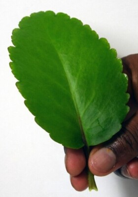 Bryophyllum pinnatum, Leaf of Life (Air Plant) - Miracle Leaf, 4 Fresh ...