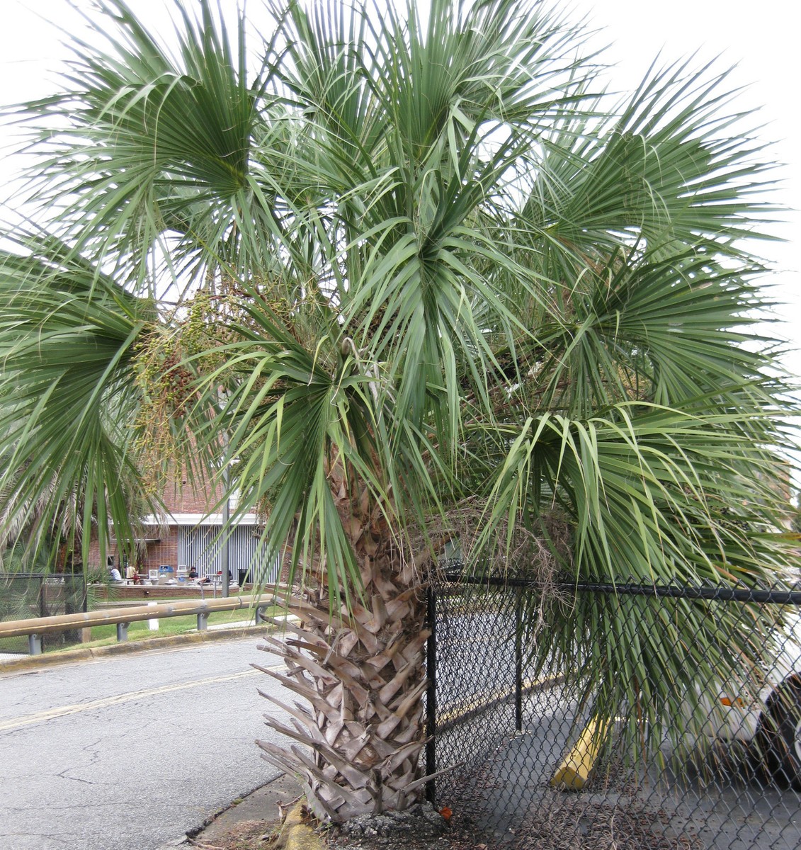Texas Sabal Palm