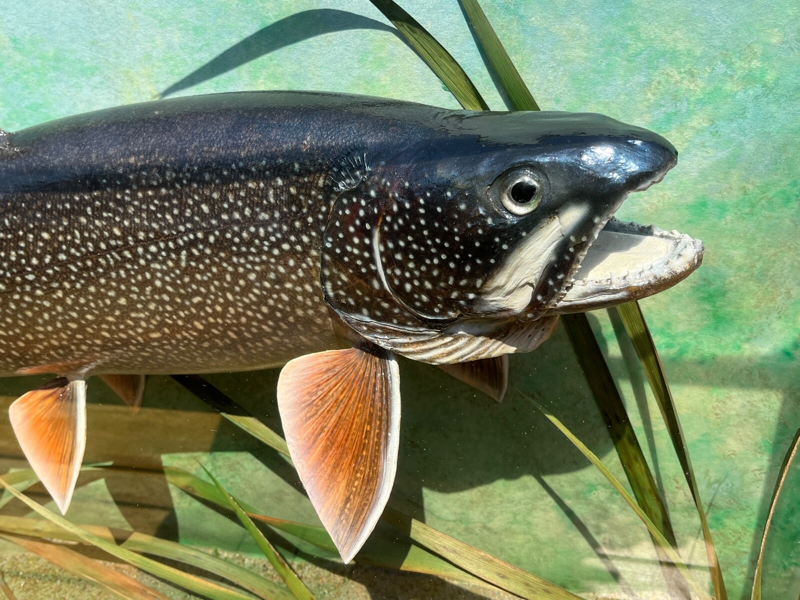 Taxidermy: Lake Trout / Splake , 12lbs 6oz , Caught God's lake Manitoba ...