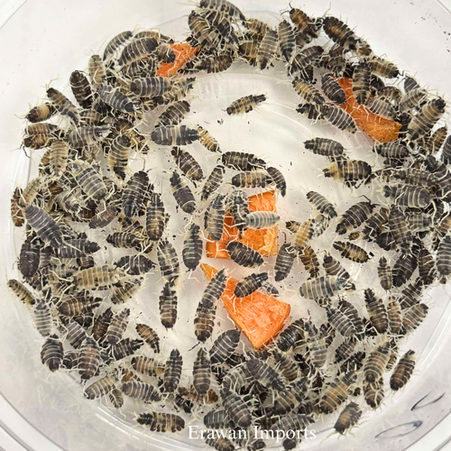 100–500 Powder Oreo Isopods | Live Bioactive Cleanup Crew | Free ...