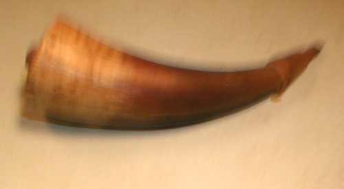Late 1800'a Powder Horn with Carvings | eBay