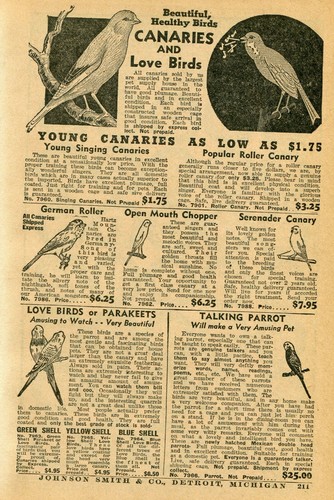 1938 small Print Ad of Pet Canaries & Love Birds, German Roller ...