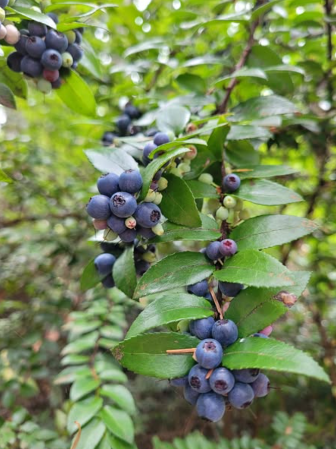 4 Live Wild Huckleberry Plant (Vaccinium ovatum) – 12–18" Tall – Edible ...
