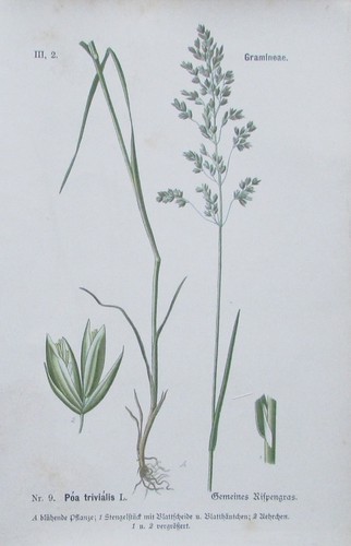 1889 GEMEINES RISPENGRAS alter Druck antique print Litho Botanik Heu ...