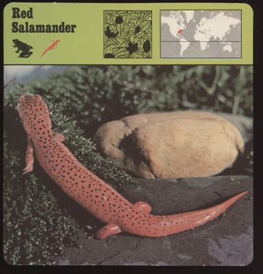 Red Salamander Safari Cards Rencontre Amphibians | eBay