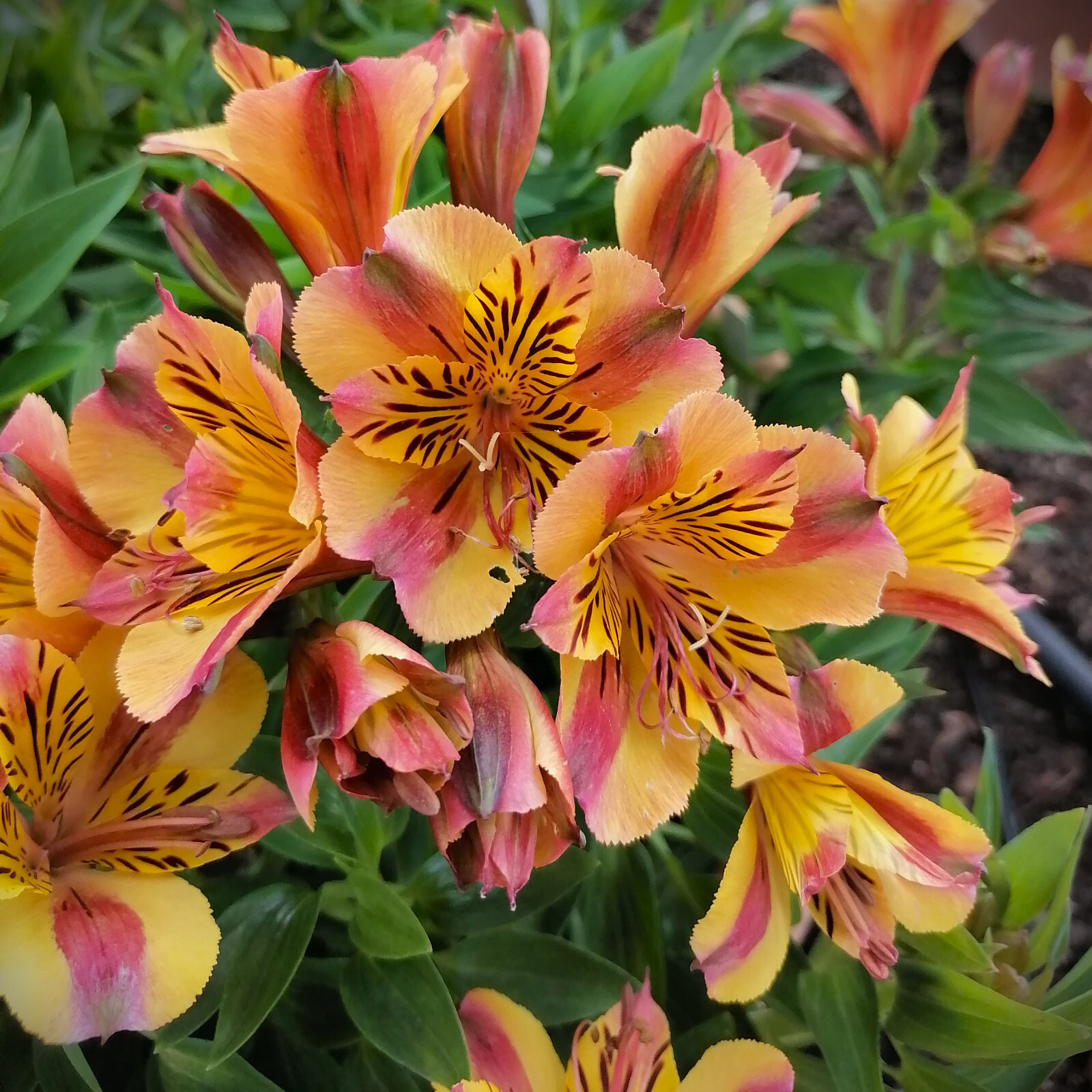 Alstroemeria " Cahors " - Inkalilien 1 Rhizome Liefertermin | eBay