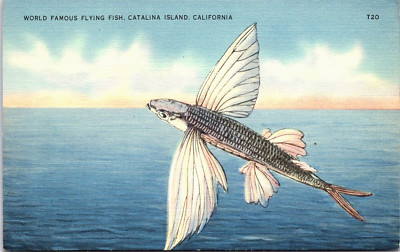 Postcard California World Famous Flying Fish Catalina Island | eBay