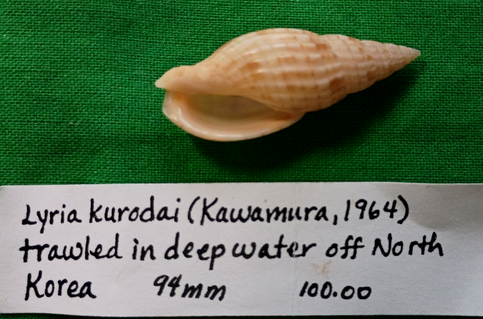 Lyria kurodai #M0335 Korea 38mm | eBay