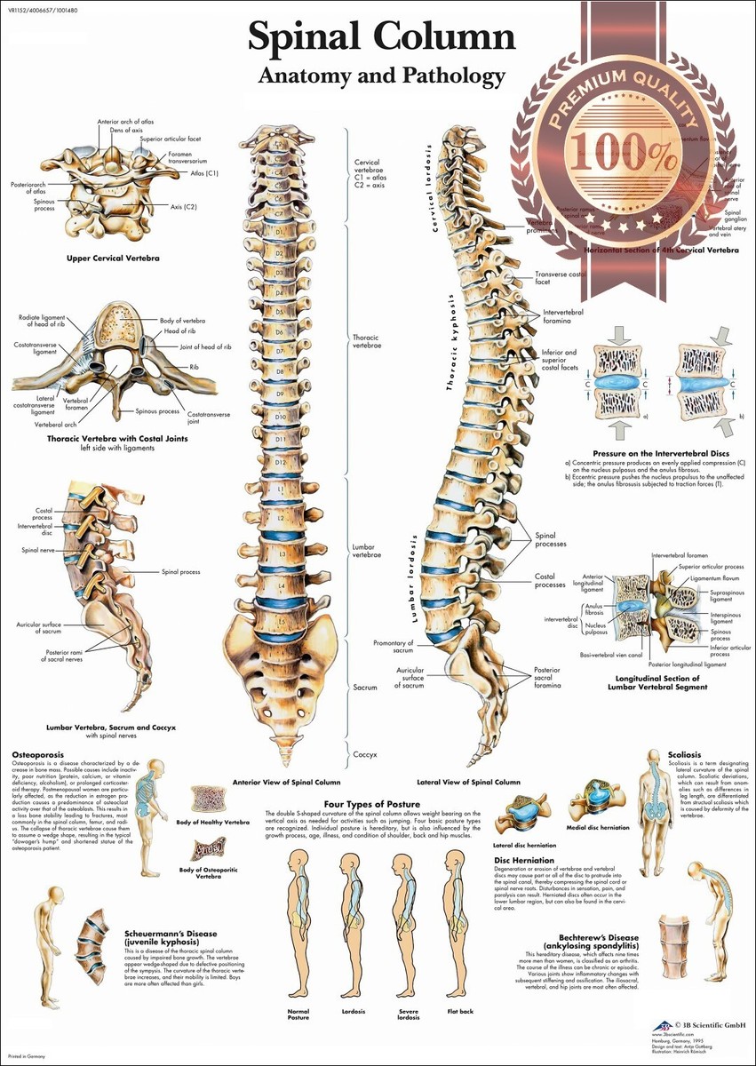 New Anatomical Spinal Column Diagram Chart Spine Anatomy Print Palace