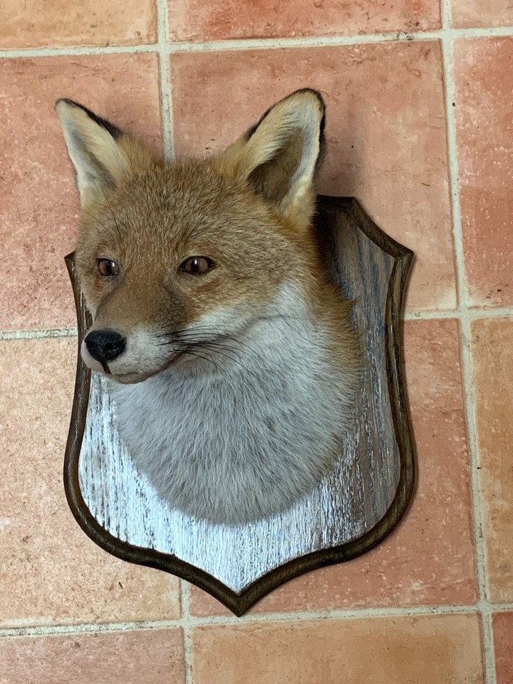 Taxidermy Fox Mask/head on shield RTA, sandy coloured fox. No. 1# | eBay UK