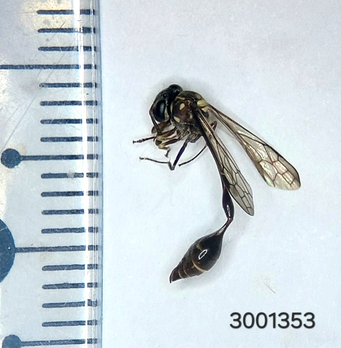 Hymenoptera sp. #1353 NORTH THAILAND | eBay