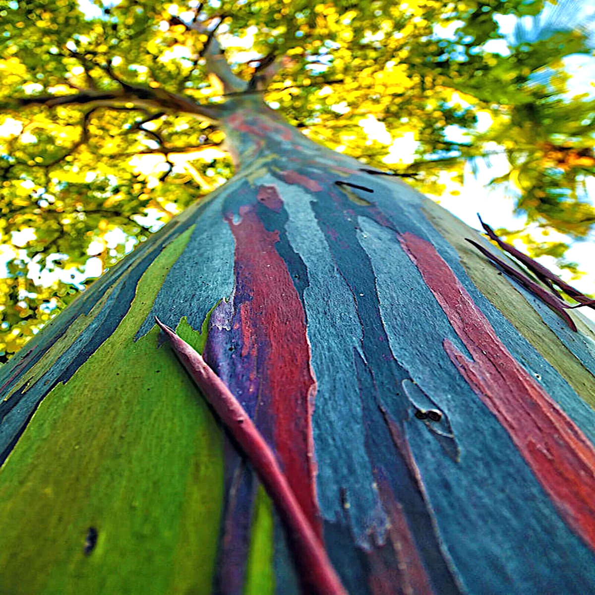 Rainbow Eucalyptus Deglupta Seeds 55 Seeds Of Eucalyptus Deglupta