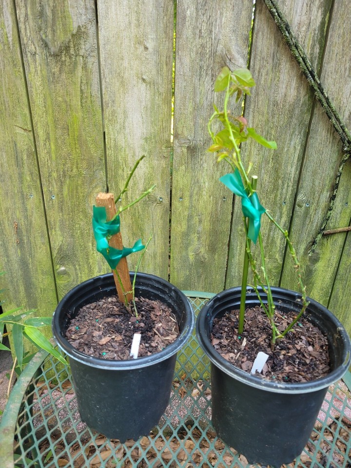White Dawn Climbing Rose SMALL and LIGHTLY ROOTED One Gallon Live Plant ...