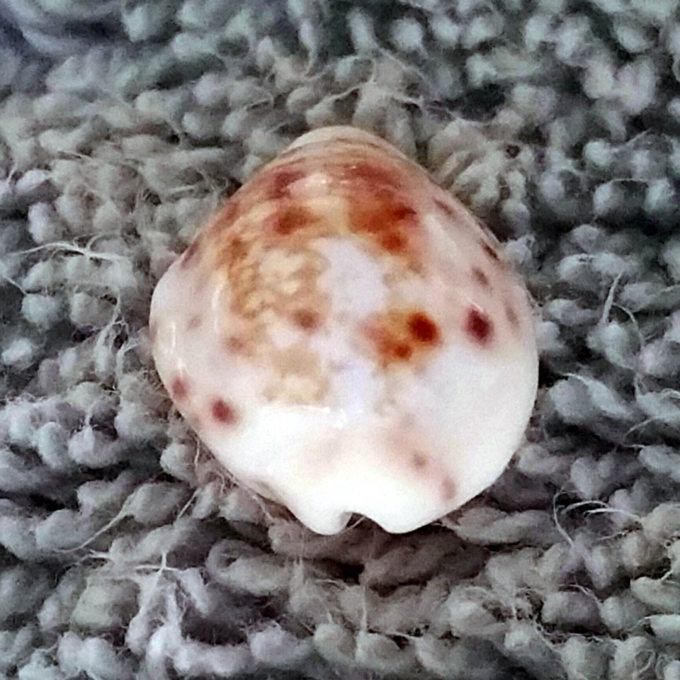 ULTRA-RARE! Cypraea Rashleighana #2 16.9mm LIVE COLLECTED from Hawaii ...