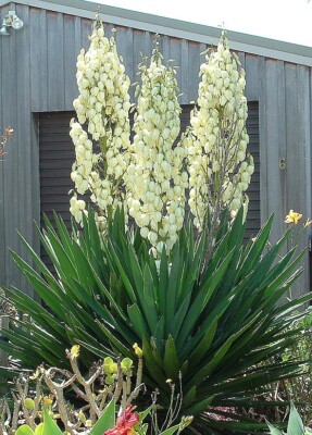20+ Seeds Yucca Filamentosa ADAMS NEEDLE YUCCA Seeds Native & Hardy To ...