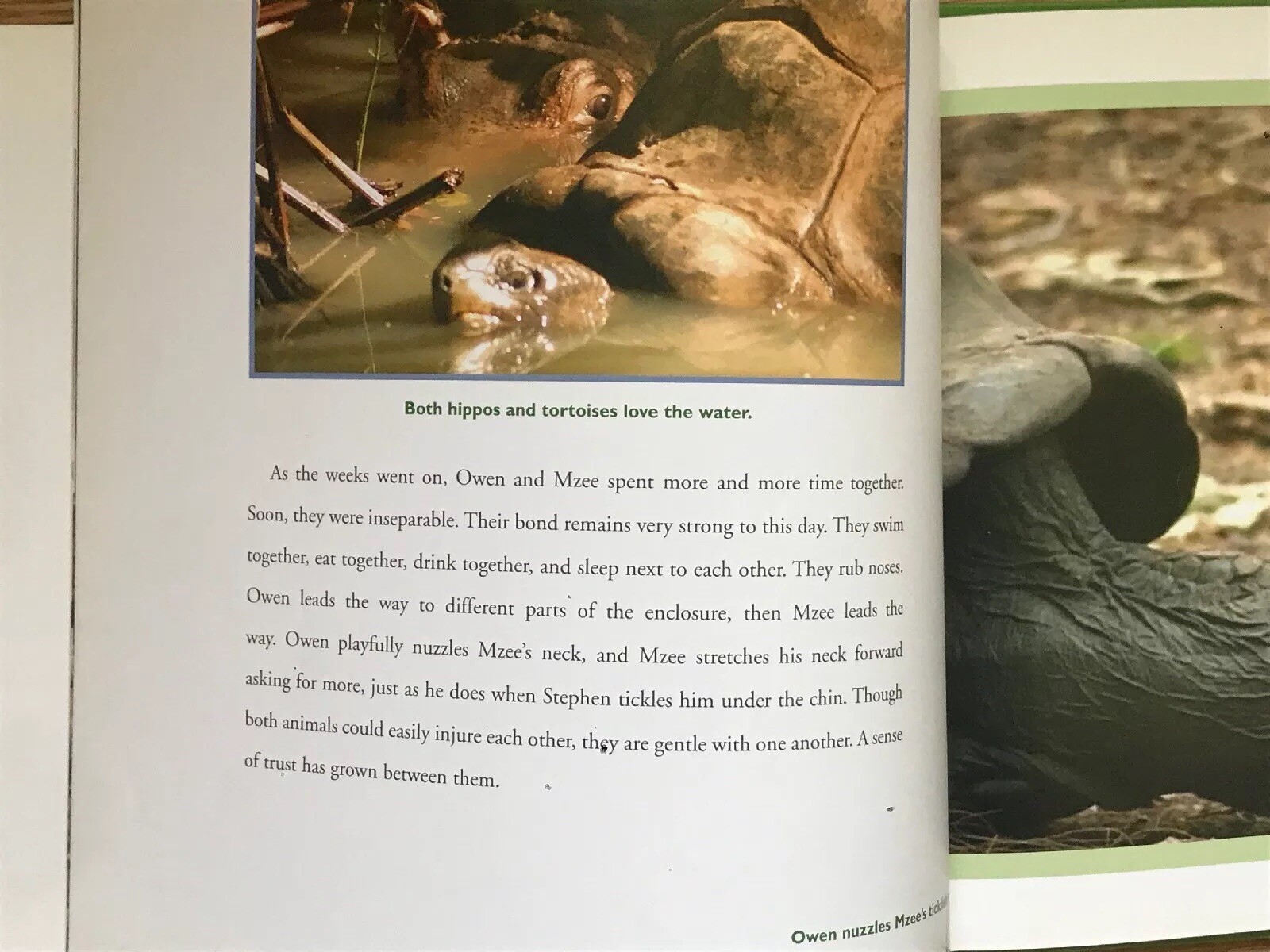 Owen & Mzee Hardcover Illustrated Book The True Story Of A Remarkable ...