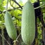 Smooth Loofah, Luffa aegyptiaca, Gourd Seeds | eBay
