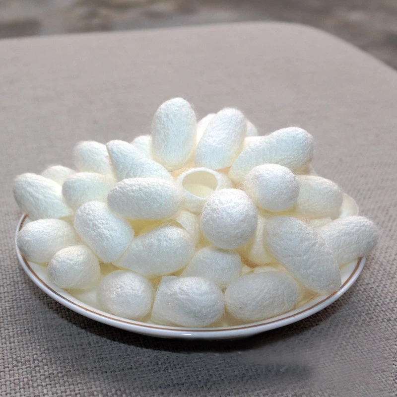 Silkworm Cocoon