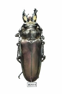 Vietnam Unique Collection | eBay Stores