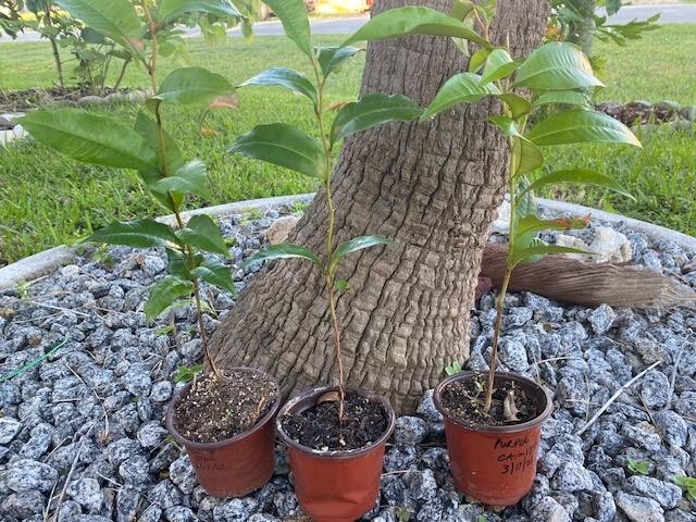 5$ DISCOUNTED PRICE PURPLE STAR APPLE SEEDLING 12"TALL (CHRYSOPHYLLUM ...