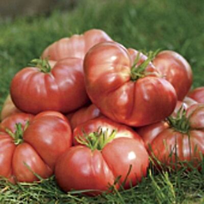 Big Brandy Tomato Seeds (25+ Seeds) | eBay