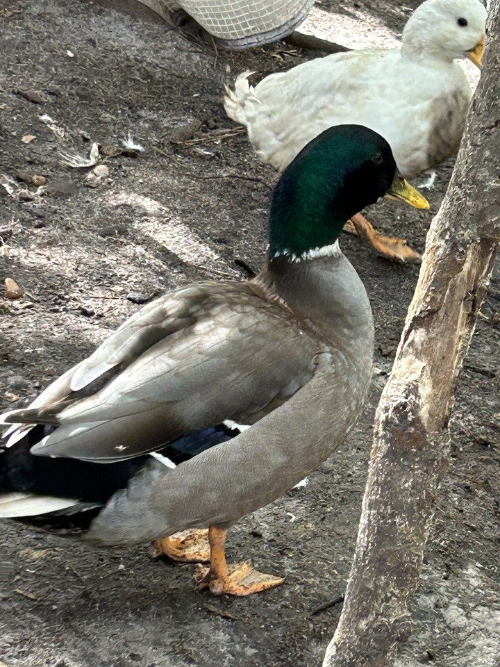 1 DOZEN FERTILE CALL DUCK EGGS FOR HATCHING- | eBay