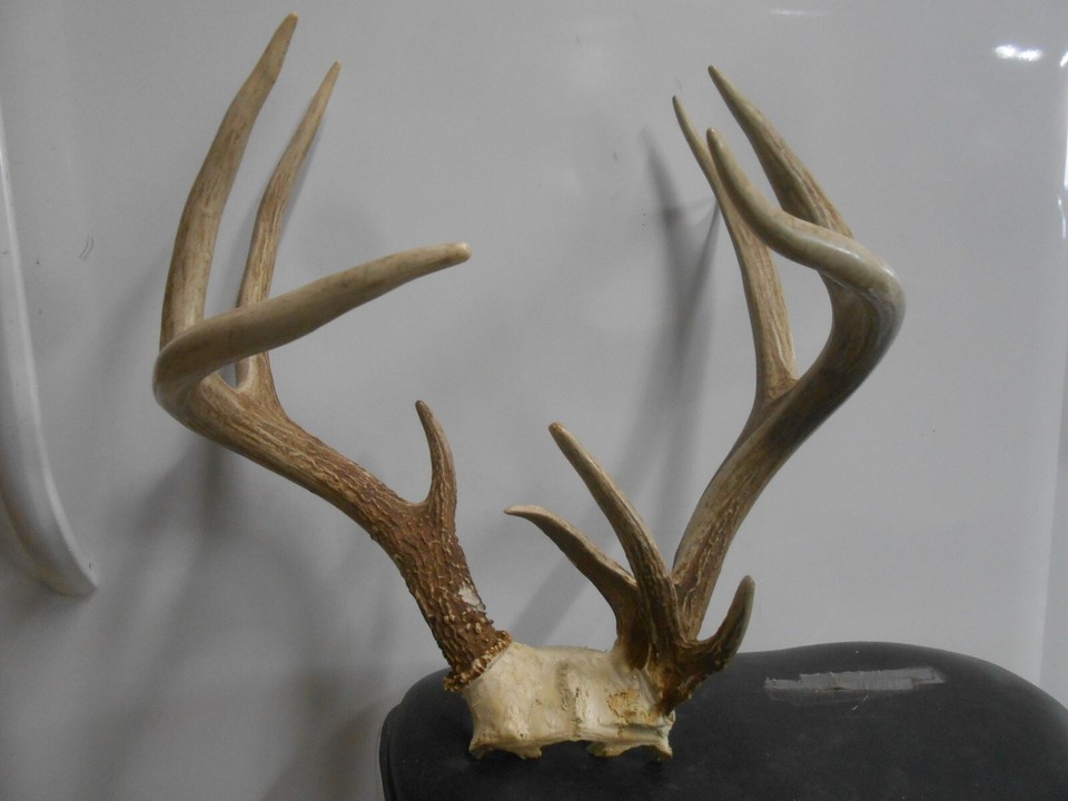 nontypical 7x4 WHITETAIL DEER RACK Antlers mule mount taxidermy elk ...