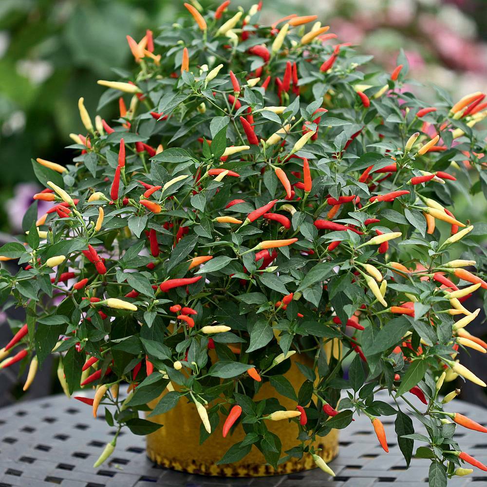 SUPER HOT!!! BIRD EYE CHILLI PEPPER DEMON - VIABLE SEEDS - UK Stock ...