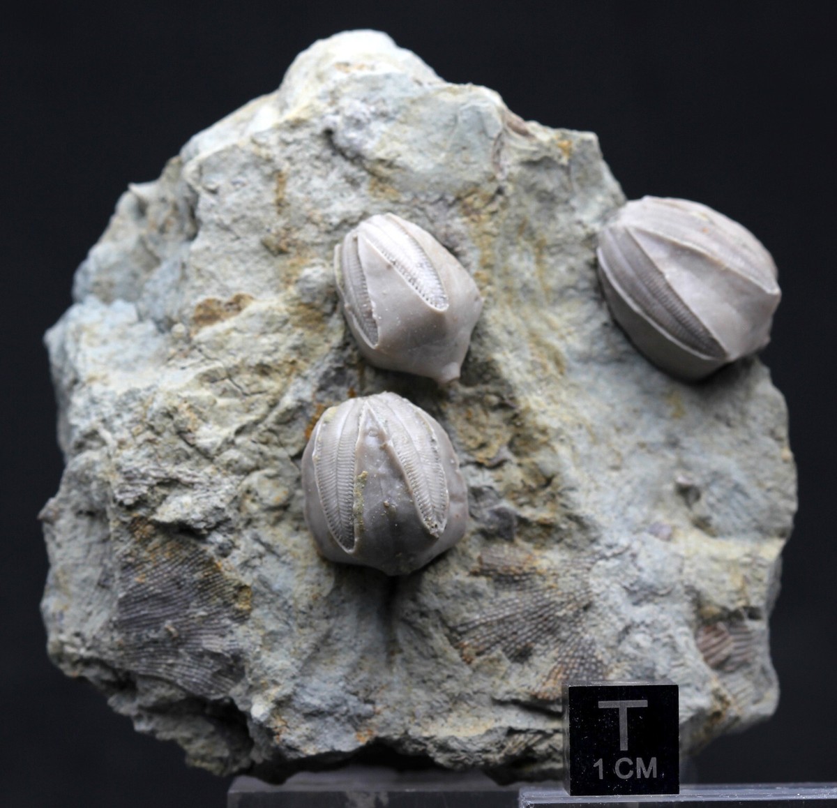 Phylum Echinodermata Fossils Echinoderm Wikipedia
