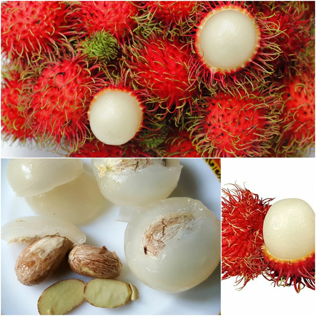 Rambutan Seeds