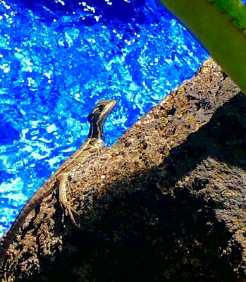 Digital Image Picture Photo Cool Phone Wallpaper Background Pool Lizard ...