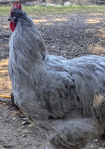 6 Brahma Heavy Lavender Partridge Blue Splash Black Buff Dark Whte ...