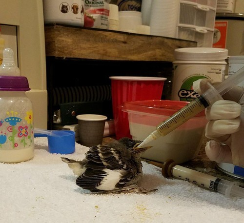 Jorgensen Teat Infusion Cannula 100 Ct for sale online | eBay