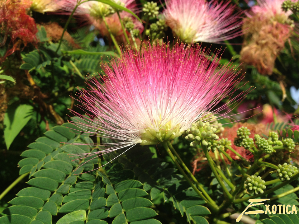 (1) One Albizia Julibrissin Pink Mimosa Persian Silk Tree Bareroot 4-8 ...