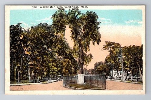 Cambridge, MA-Massachusetts, Washington Elm Tree Died 1923, Vintage ...