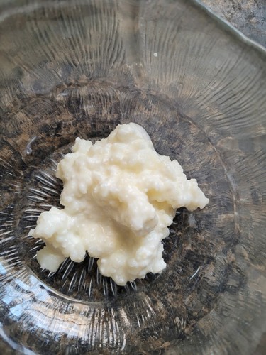 2 tsp Milk Kefir Grain Organic Pasteurized with Instructions Healthy ...