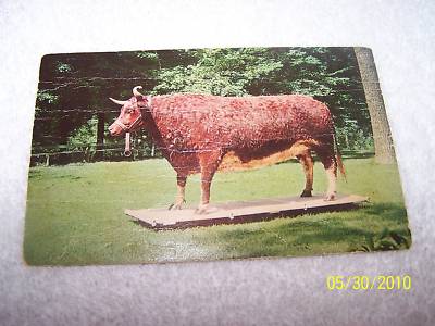 Vintage Postcard Old Ben World's Largest Steer Kokomo Indiana IN | eBay