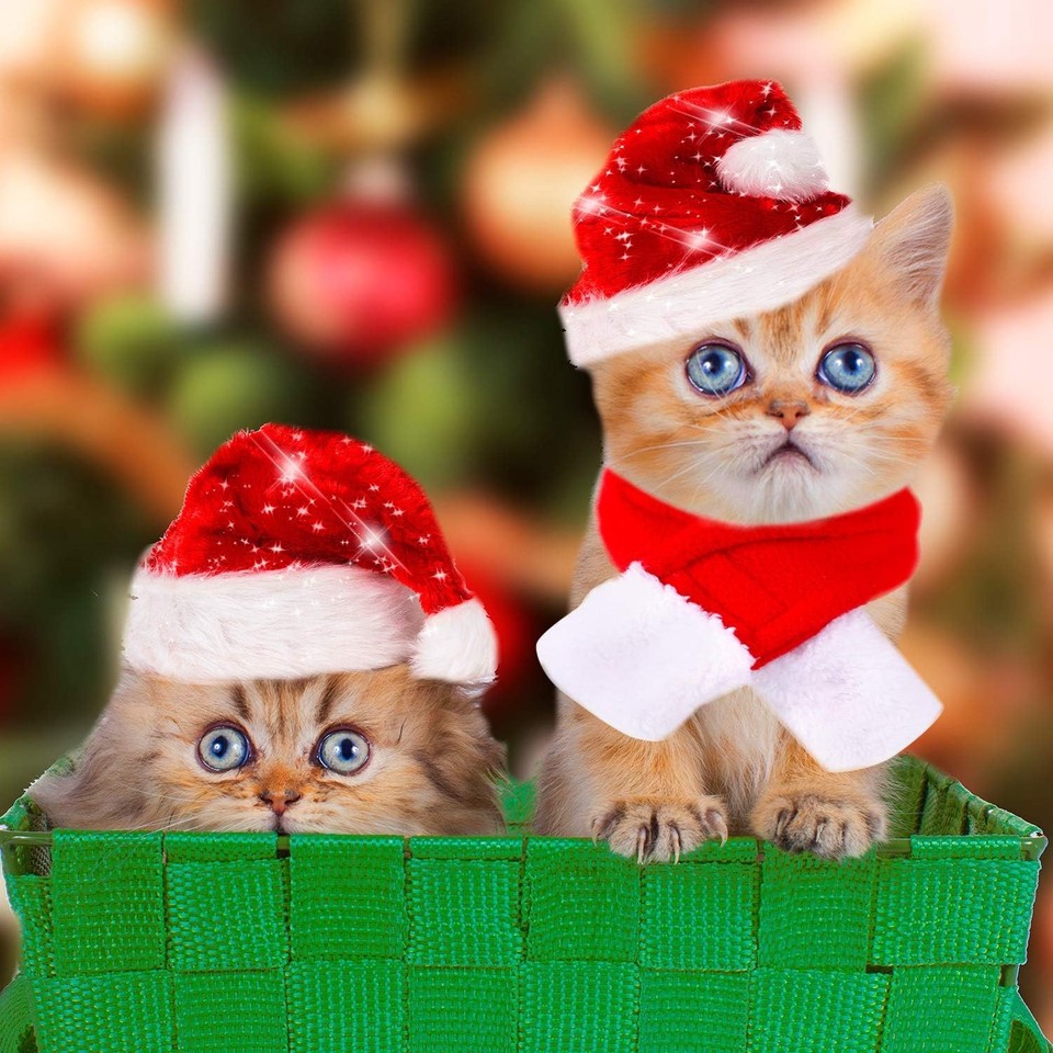 Christmas Cat Costume Small Dog Santa Hat with Scarf Puppy Kitten Xmas ...