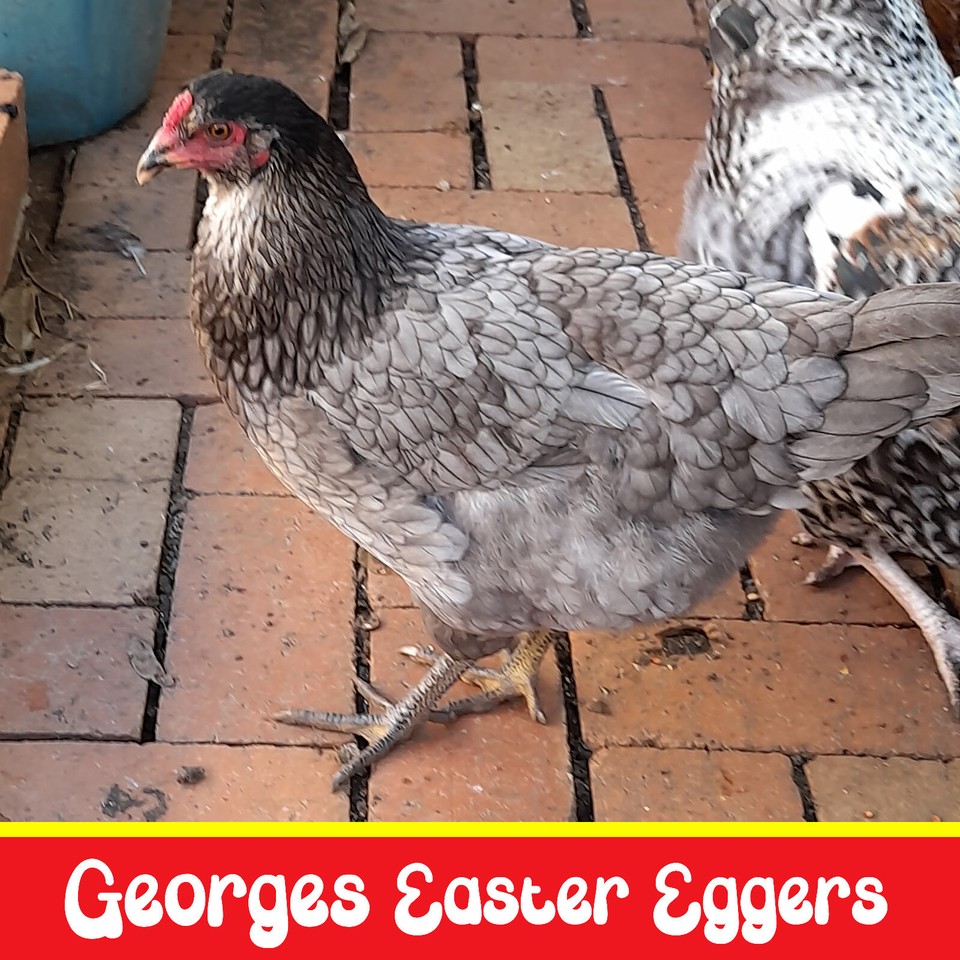 6 x Fertile Easter Egger Chicken Eggs (All eggs carry blue egg gene) | eBay