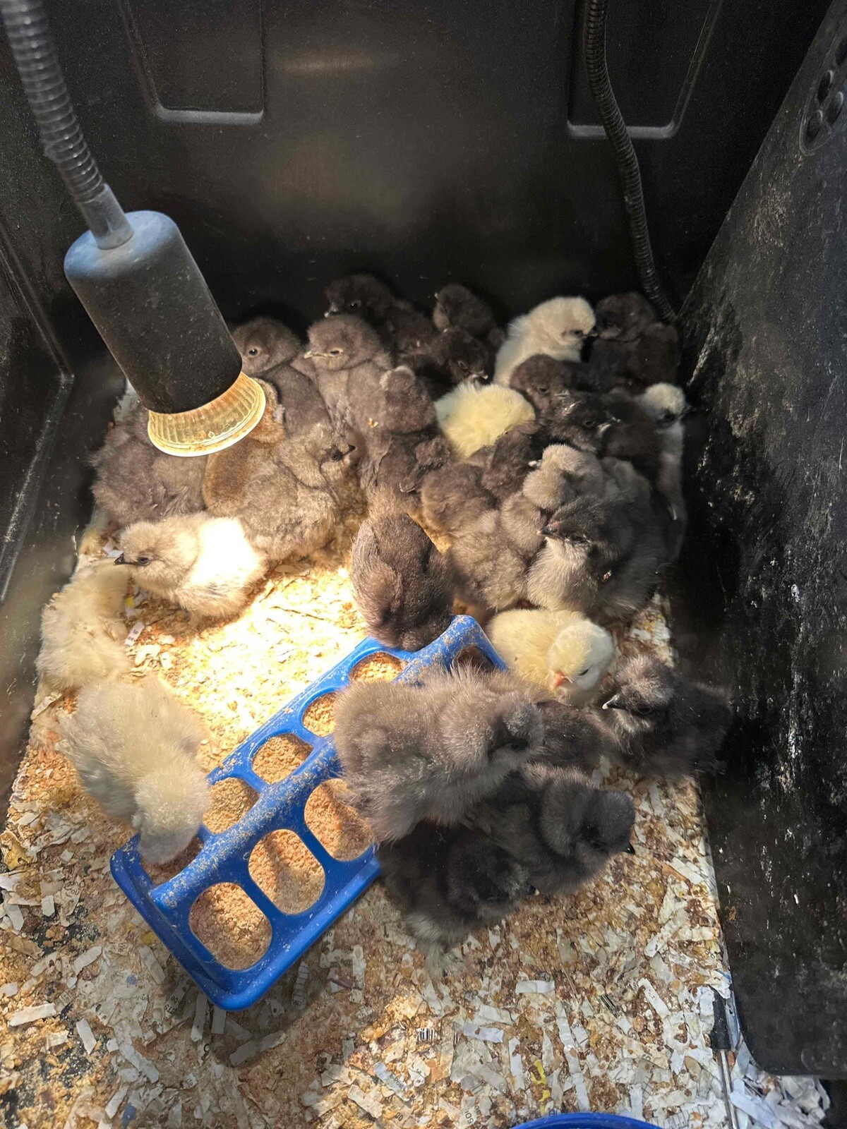 6 SILKIE HATCHING EGGS PARTRIDGE SPLASH FRIZZLE BUFF MOTTLED NPIP 335 1 ...