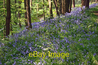 Photo 6x4 Keele Woods in spring Seabridge The lower part of the woods ...