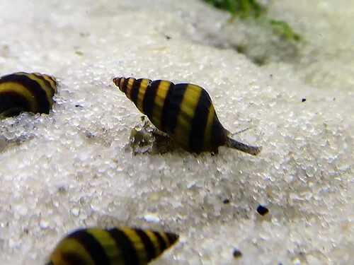 Assasin snail (Clea Helena) - 10+2 SALE | eBay